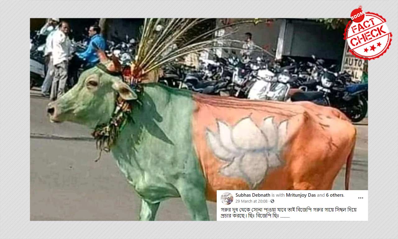 Old Image of Cow Painted In Colours Of BJP's Flag Viral As Assembly ...