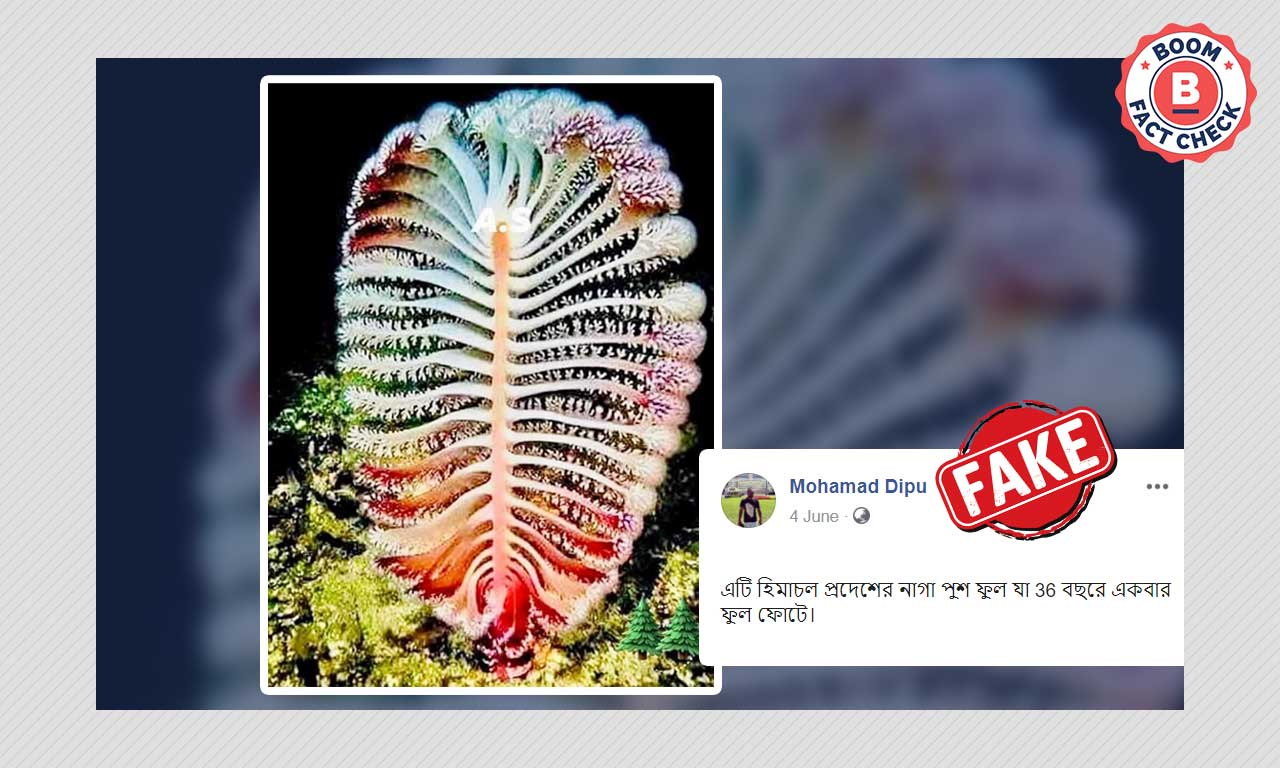 Image of Sea Pen Marine Animal Falsely Shared As Nagpushpa Rare Flower ...
